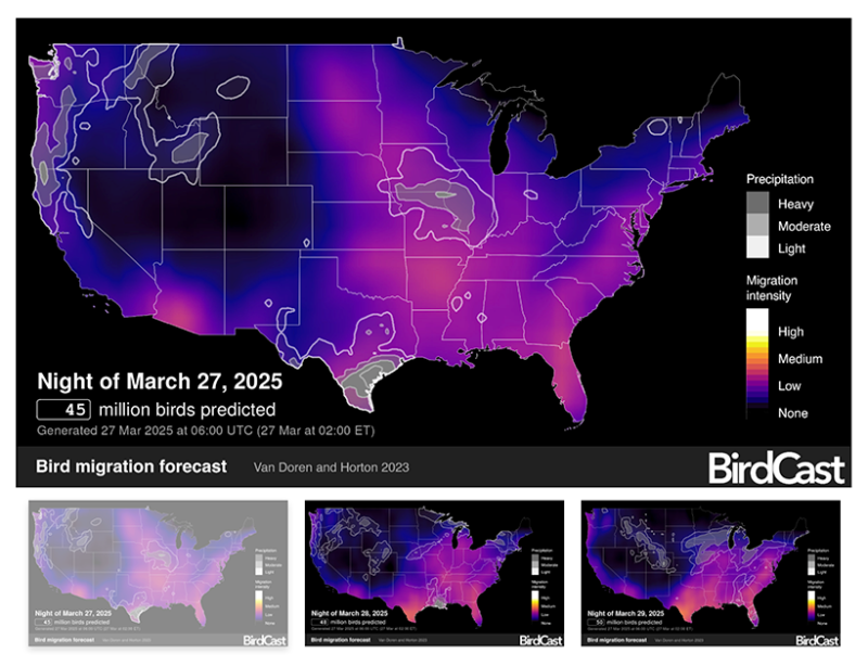 Spring Migration to the Max - The Backyard Naturalist