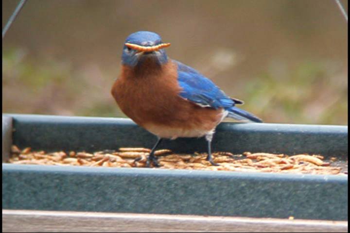 Think Bluebirds!!! - The Backyard Naturalist