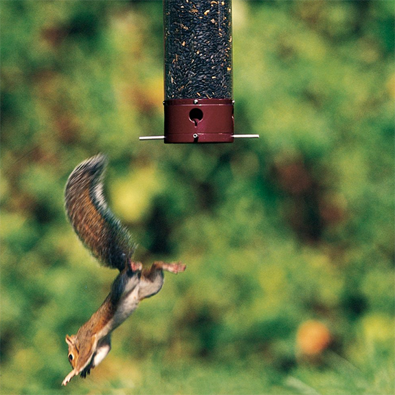 Squirrel-Proof Feeders - The Backyard Naturalist