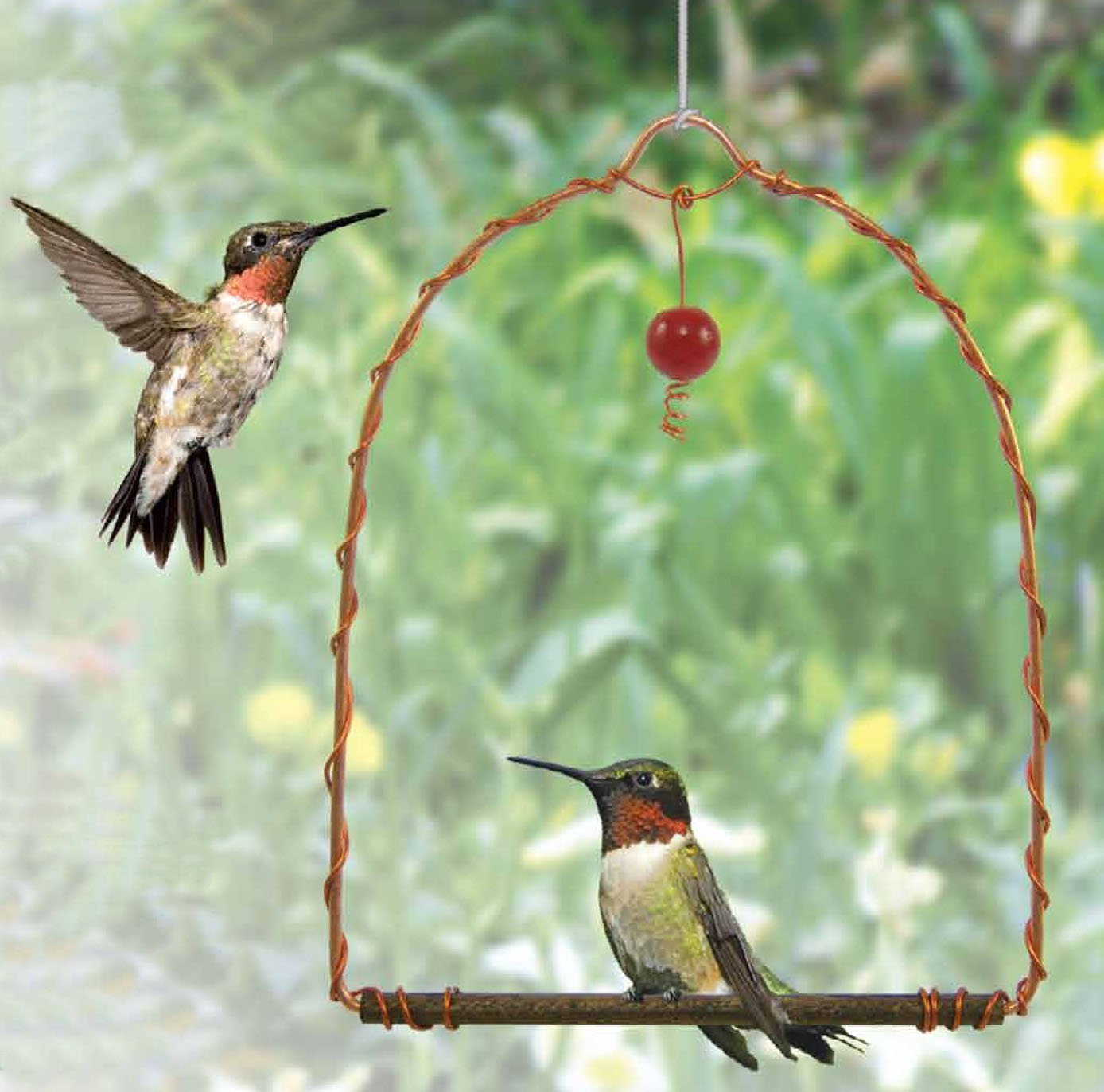 Hummingbird Food & Accessories - The Backyard NaturalistWild Bird ...