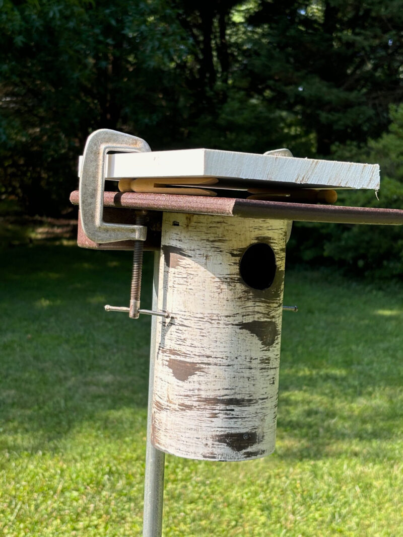 How you can help nesting Bluebirds survive extreme heat NOW