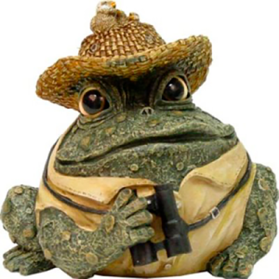 Toads of Toad Hollow - The Backyard Naturalist