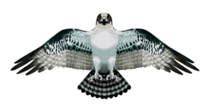 Kites - The Backyard Naturalist