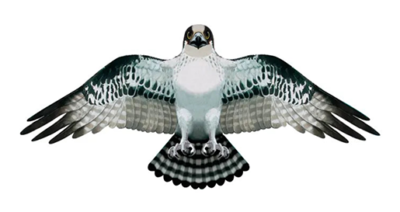 Kites - The Backyard Naturalist